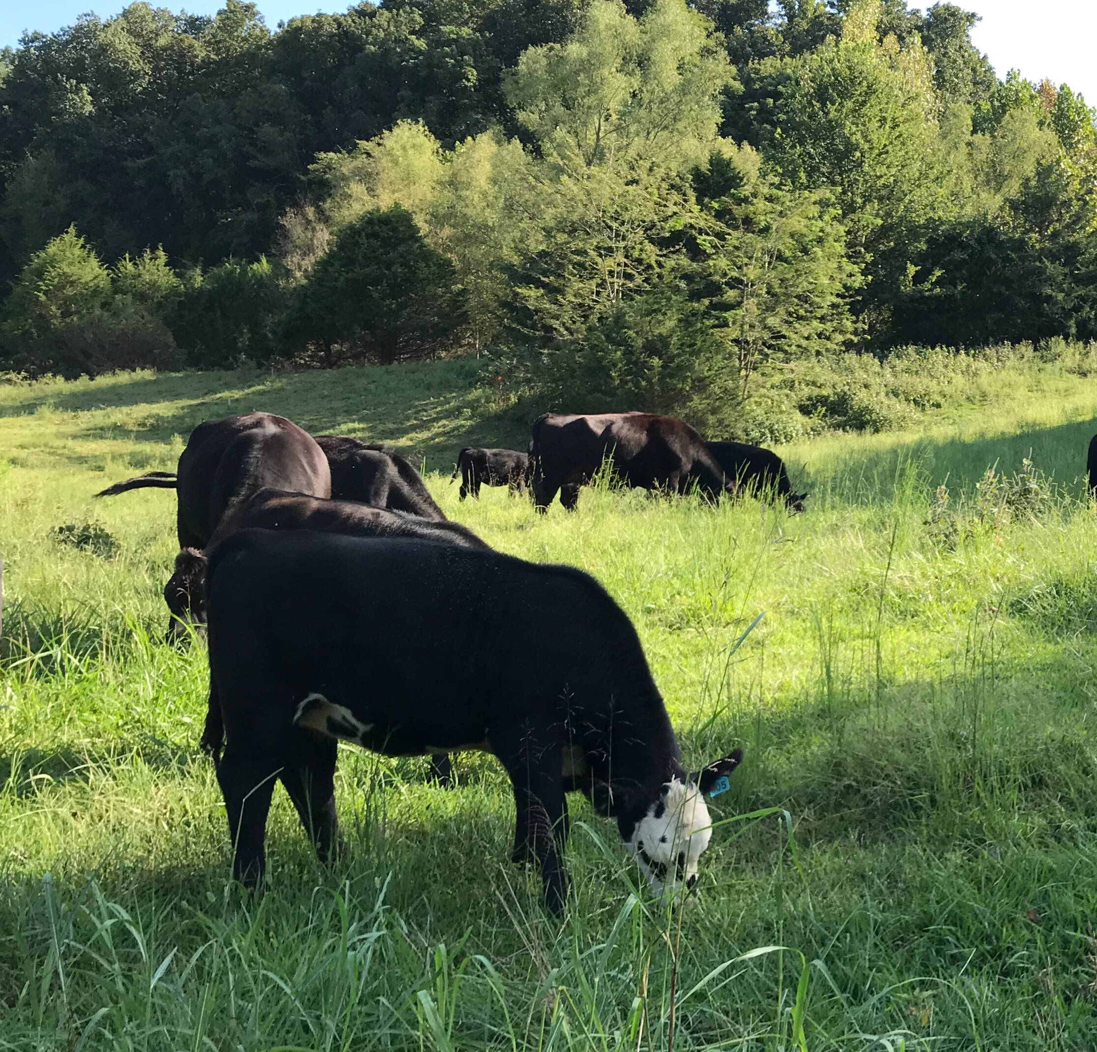 Mashie Farm | Grass-Finished & Pasture Raised Meat | Mashie Farm
